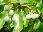 Tamanu Oil: The Secret Skin Healer You Should Know About