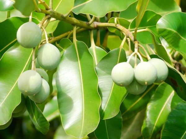 Tamanu Oil: The Secret Skin Healer You Should Know About